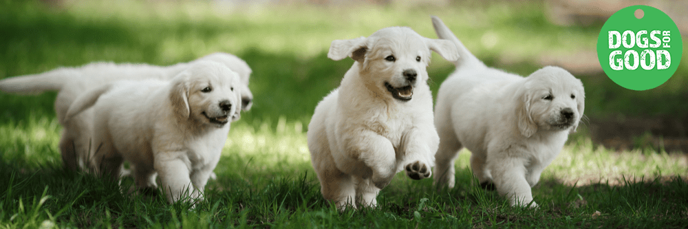 Dogs for Good – Ultima’s Charity Partnership
